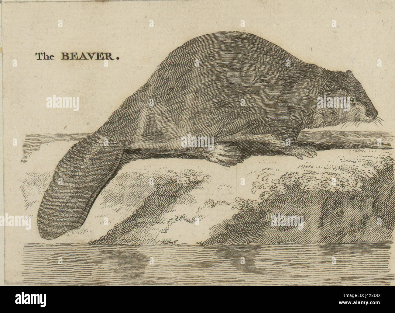 This engraving depicts a beaver, capturing the detailed illustration of ...