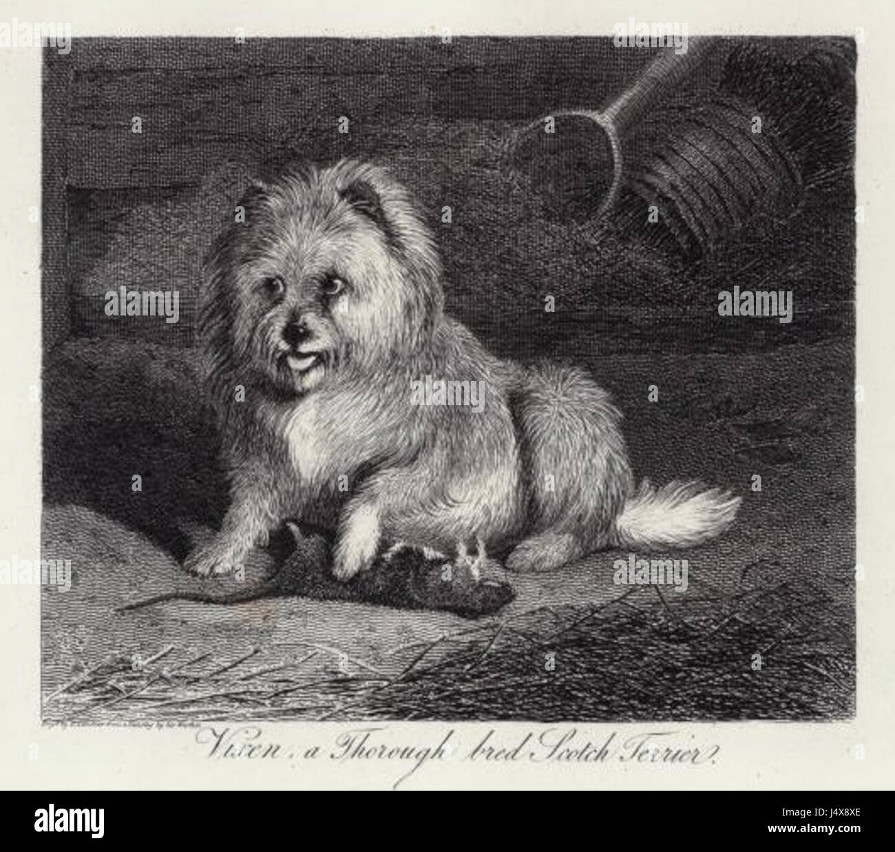 Thomas landseer landseer hi-res stock photography and images - Alamy
