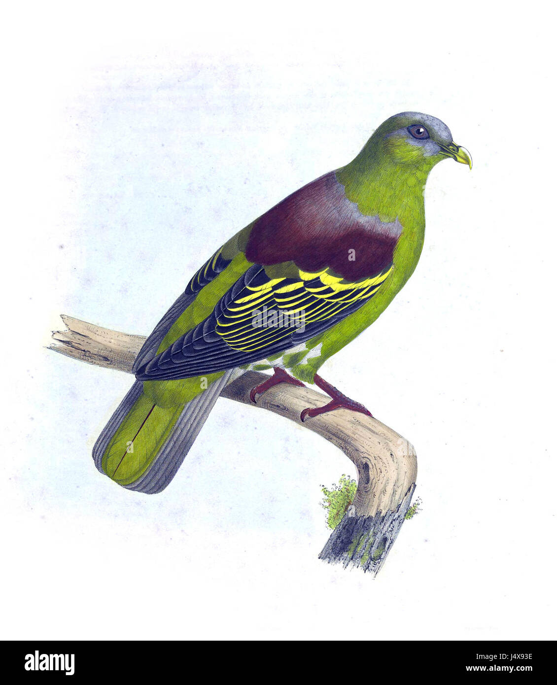 *Treron Curvirostra Bonaparte*, also known as the *Long-tailed Green ...