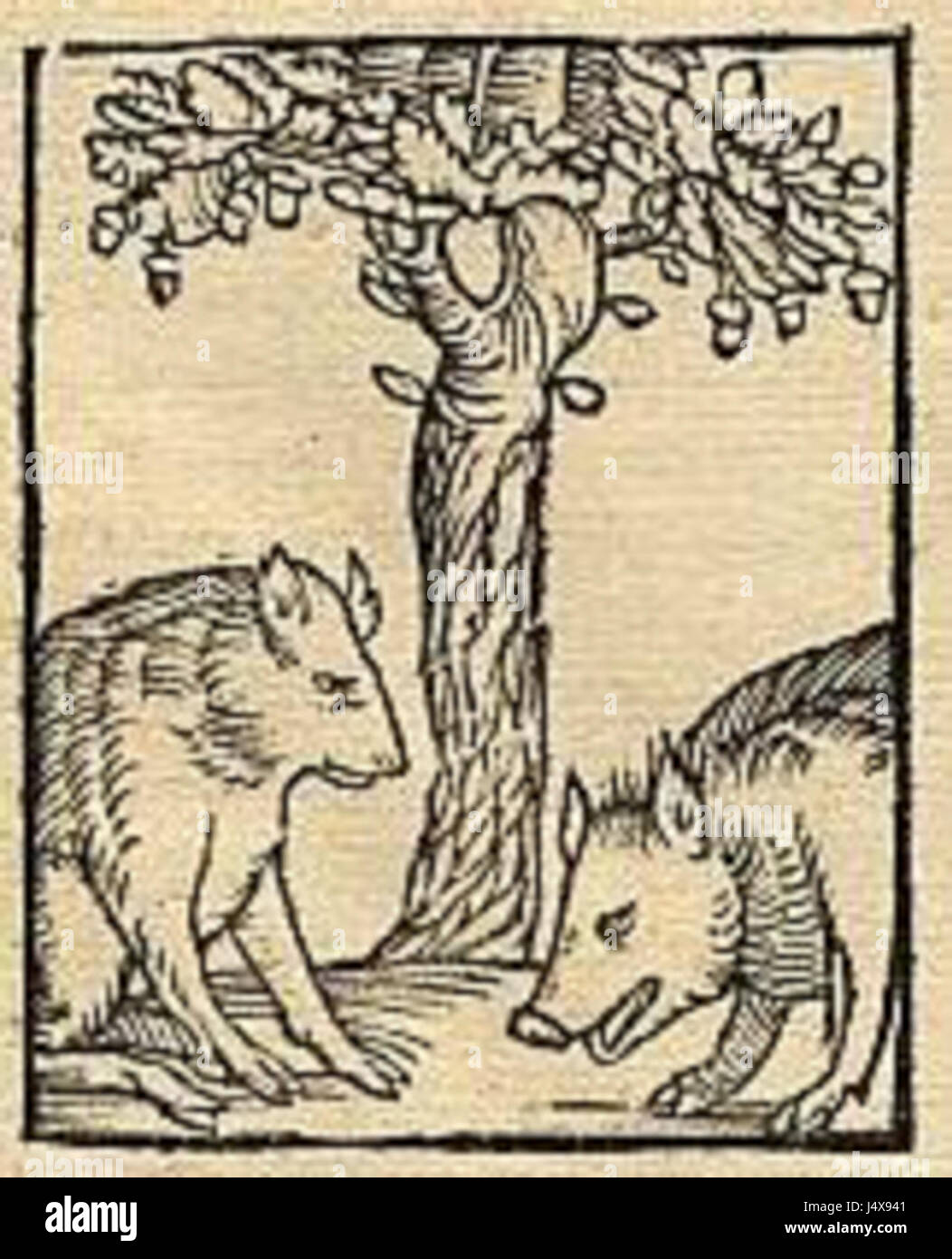 Two wild boars Stock Photo - Alamy