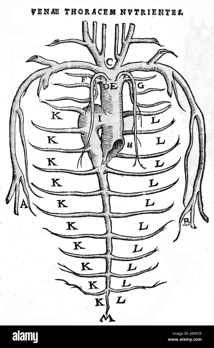 Vesal hi-res stock photography and images - Alamy