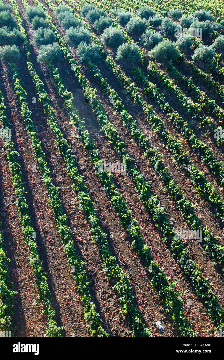 Grape vines olive trees in hi-res stock photography and images - Alamy