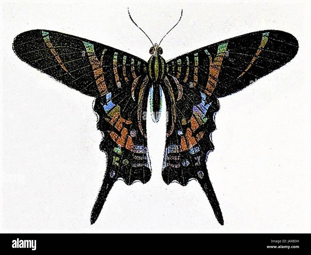 Urania sloanus hi-res stock photography and images - Alamy