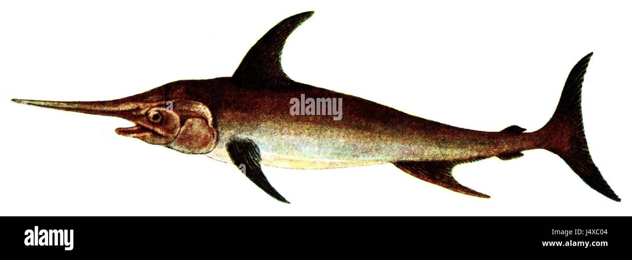 Xiphias gladius, commonly known as the swordfish, is a large marine ...