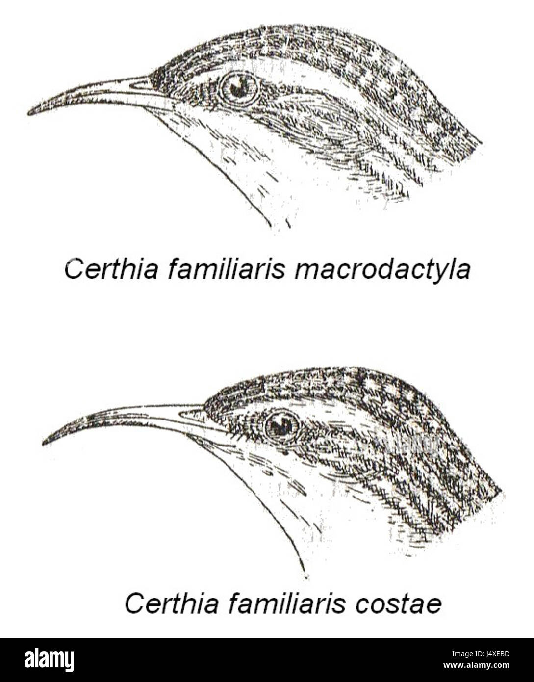 Eurasian map Cut Out Stock Images & Pictures - Alamy