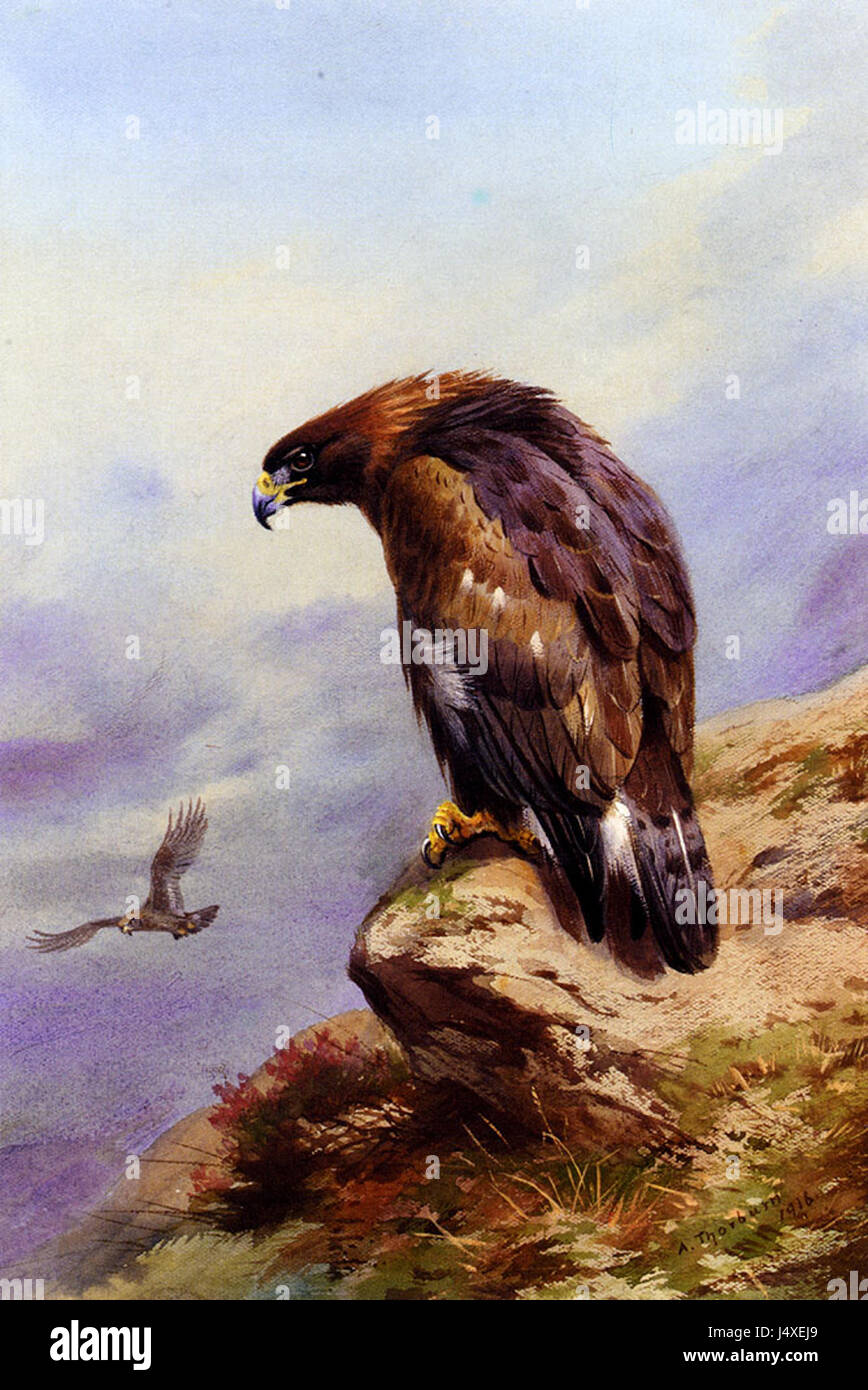 Thornburn Archibald A Golden Eagle Stock Photo - Alamy