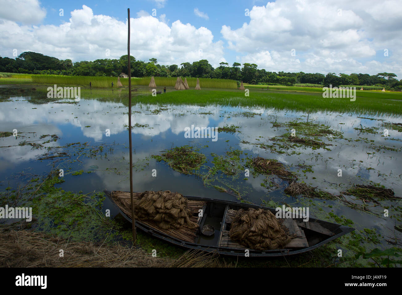 A boat loaded with jute fibres at Bhanga. Faridpur, Bangladesh Stock ...