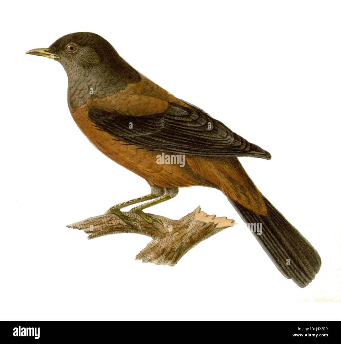 Rubrocanus hi-res stock photography and images - Alamy