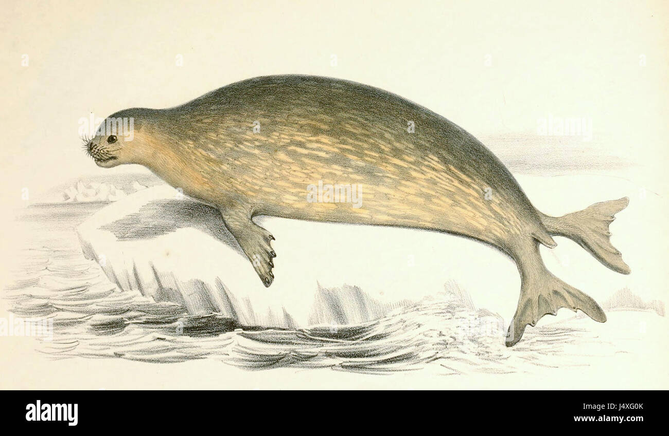 Diversity seal hi-res stock photography and images - Alamy