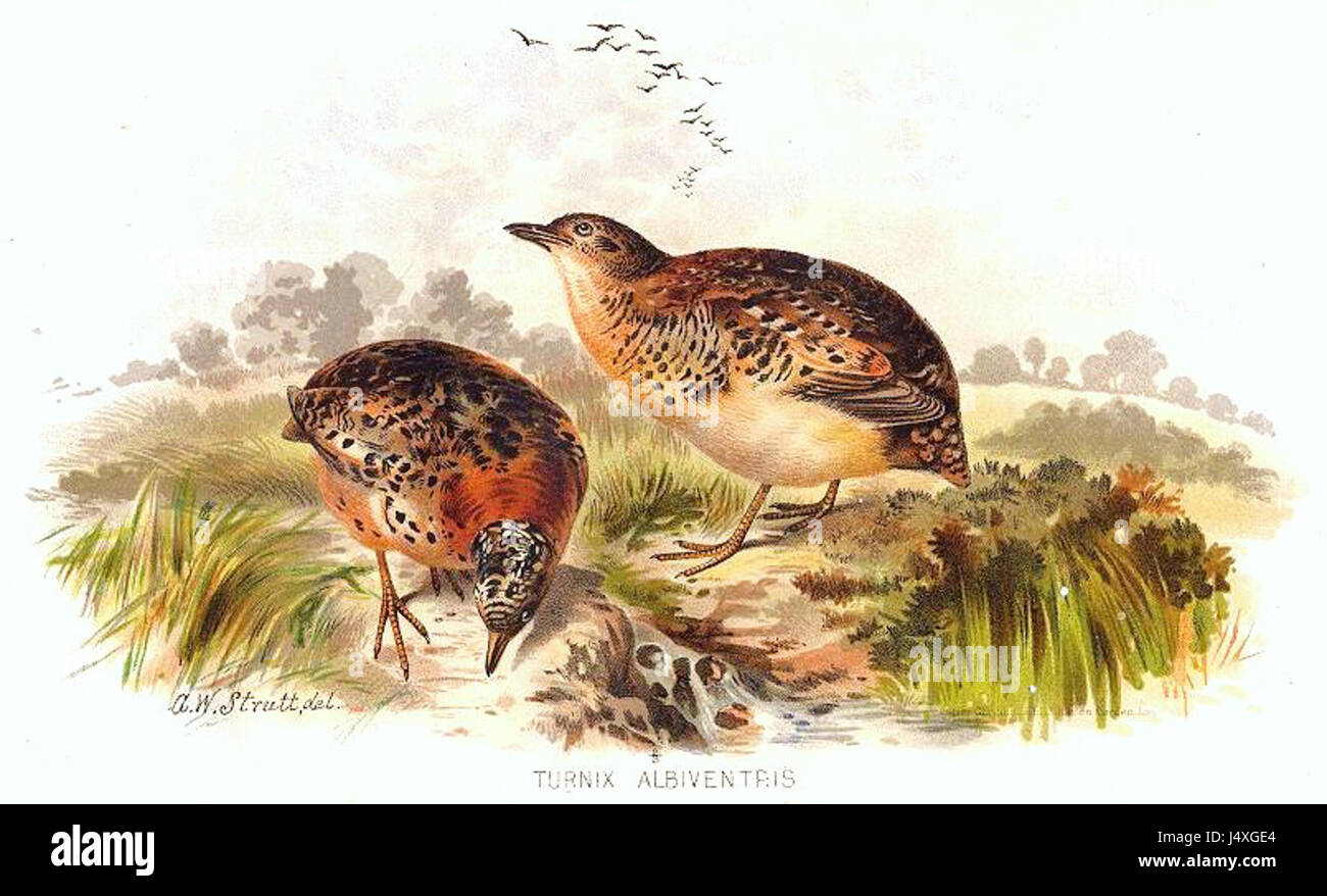 Turnix tanki hi-res stock photography and images - Alamy