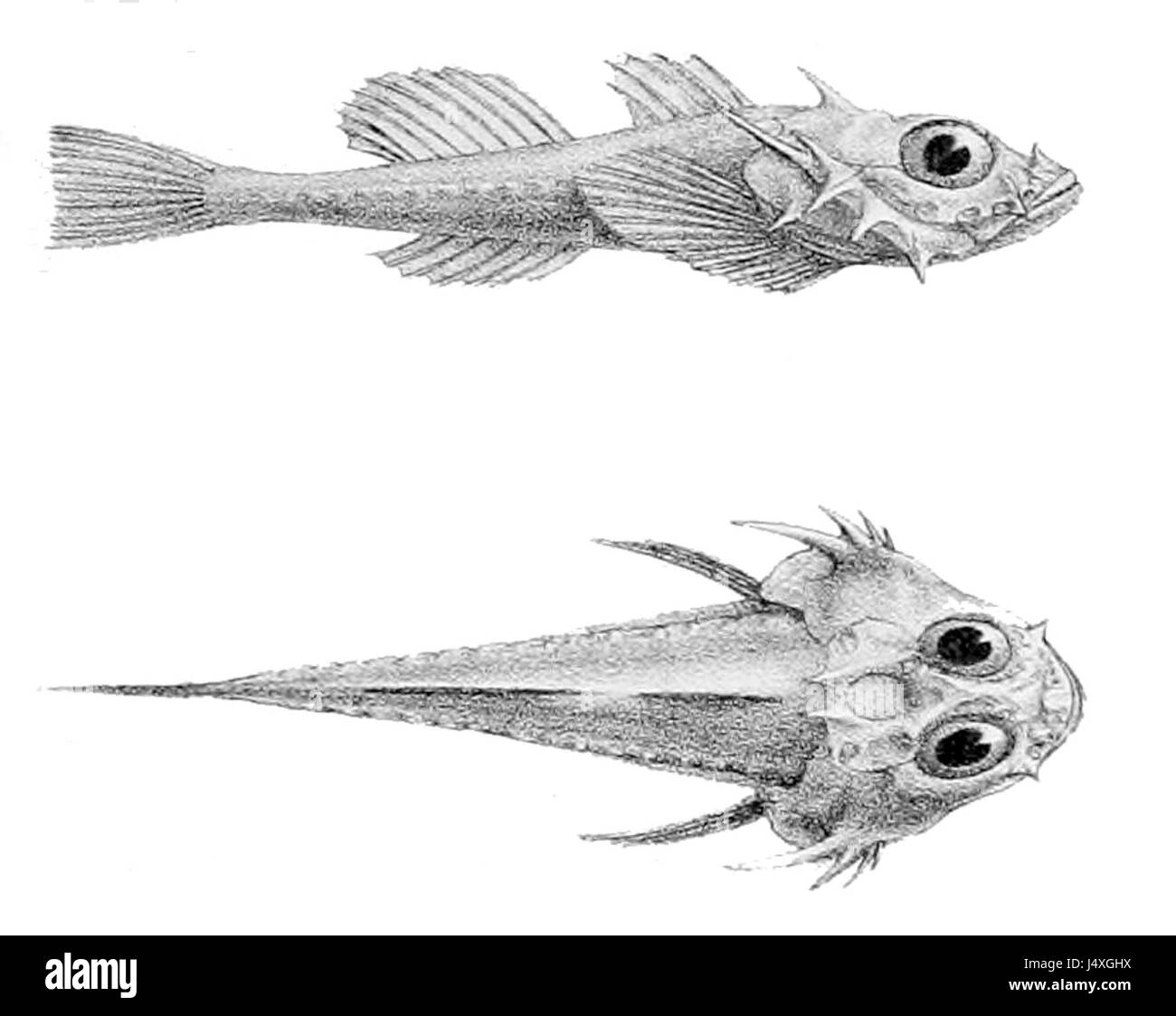 Various plankton species Cut Out Stock Images & Pictures - Alamy