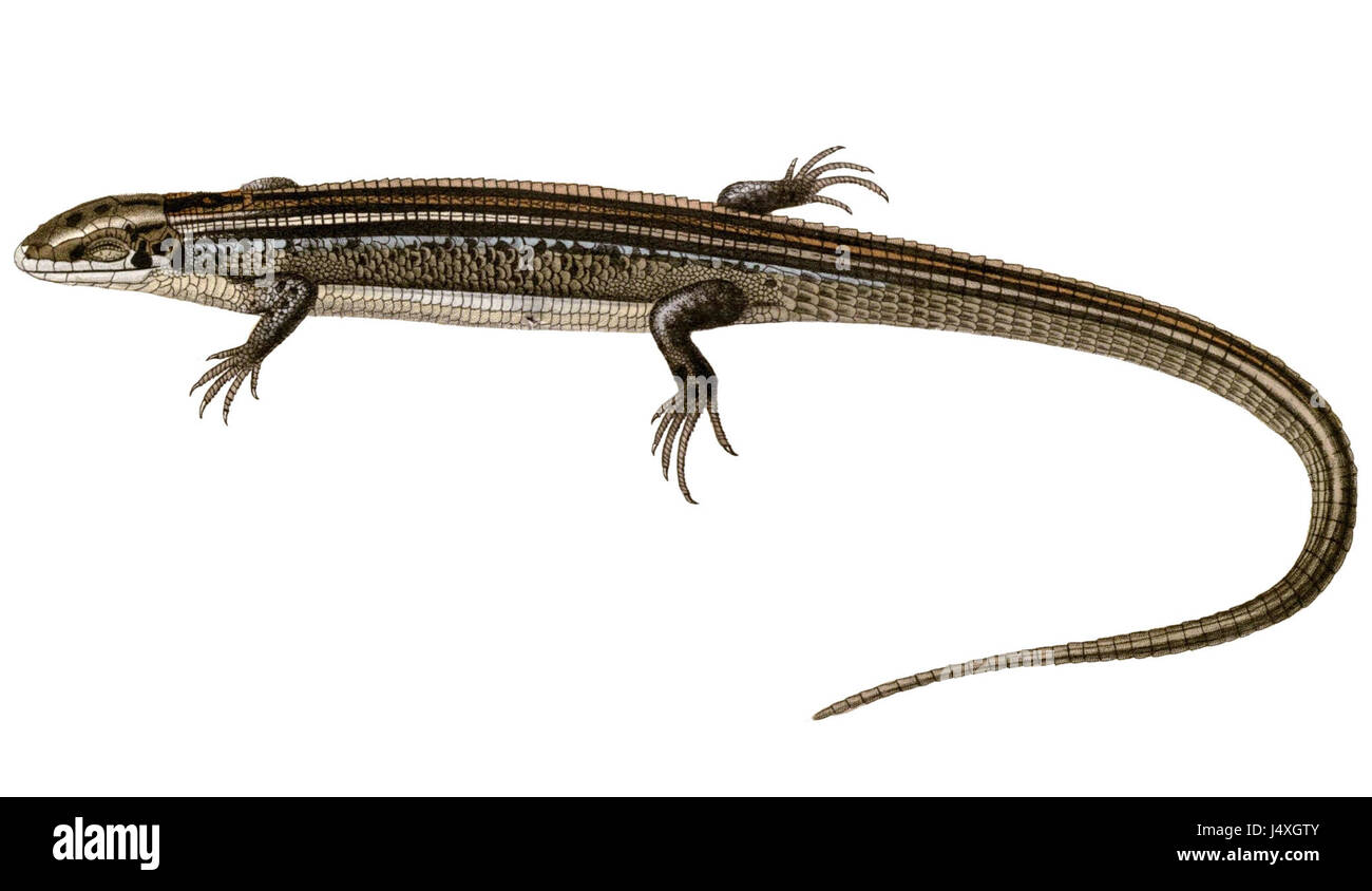 Zonosaurus hi-res stock photography and images - Alamy