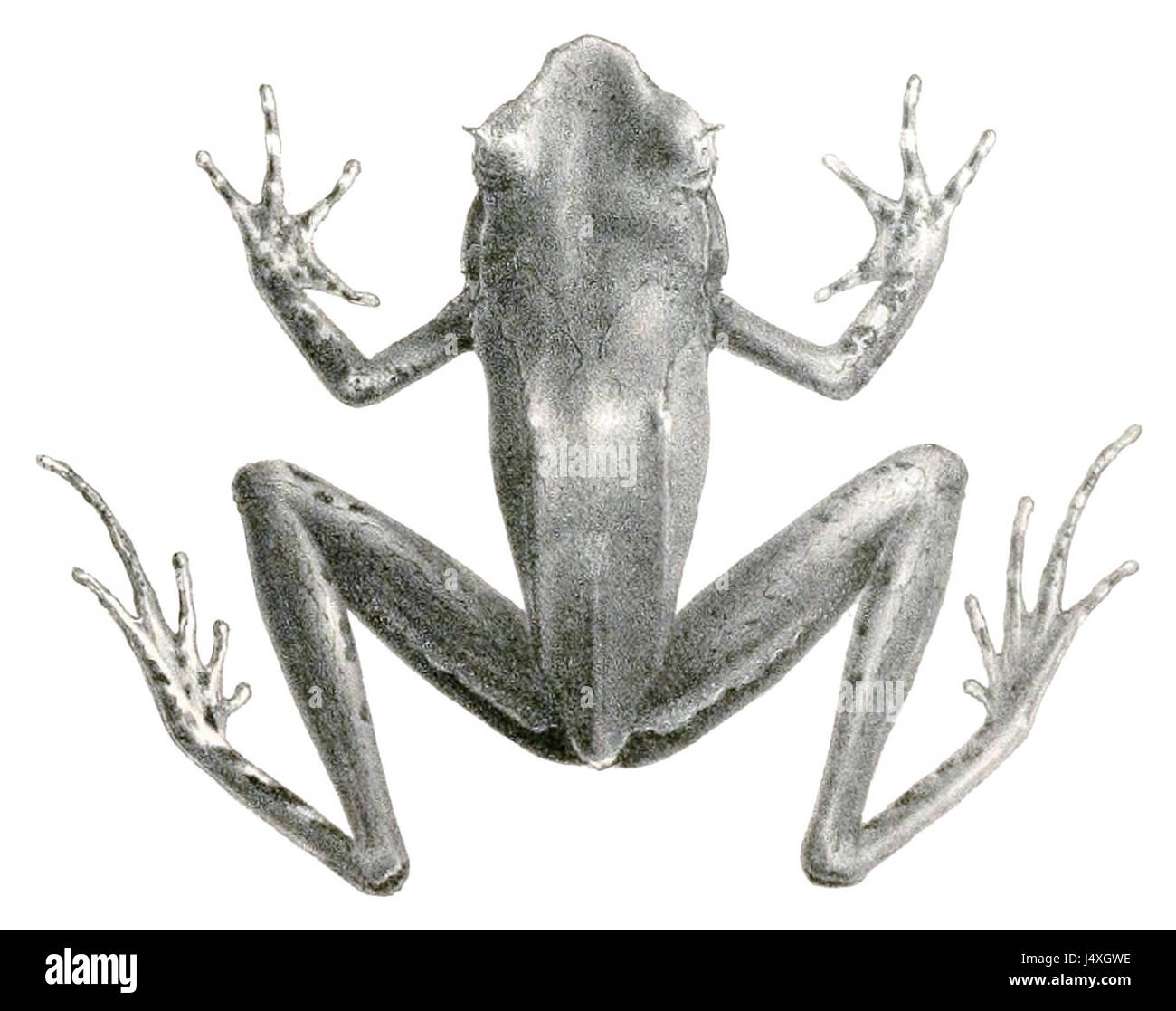Frog in its habitat hi-res stock photography and images - Alamy