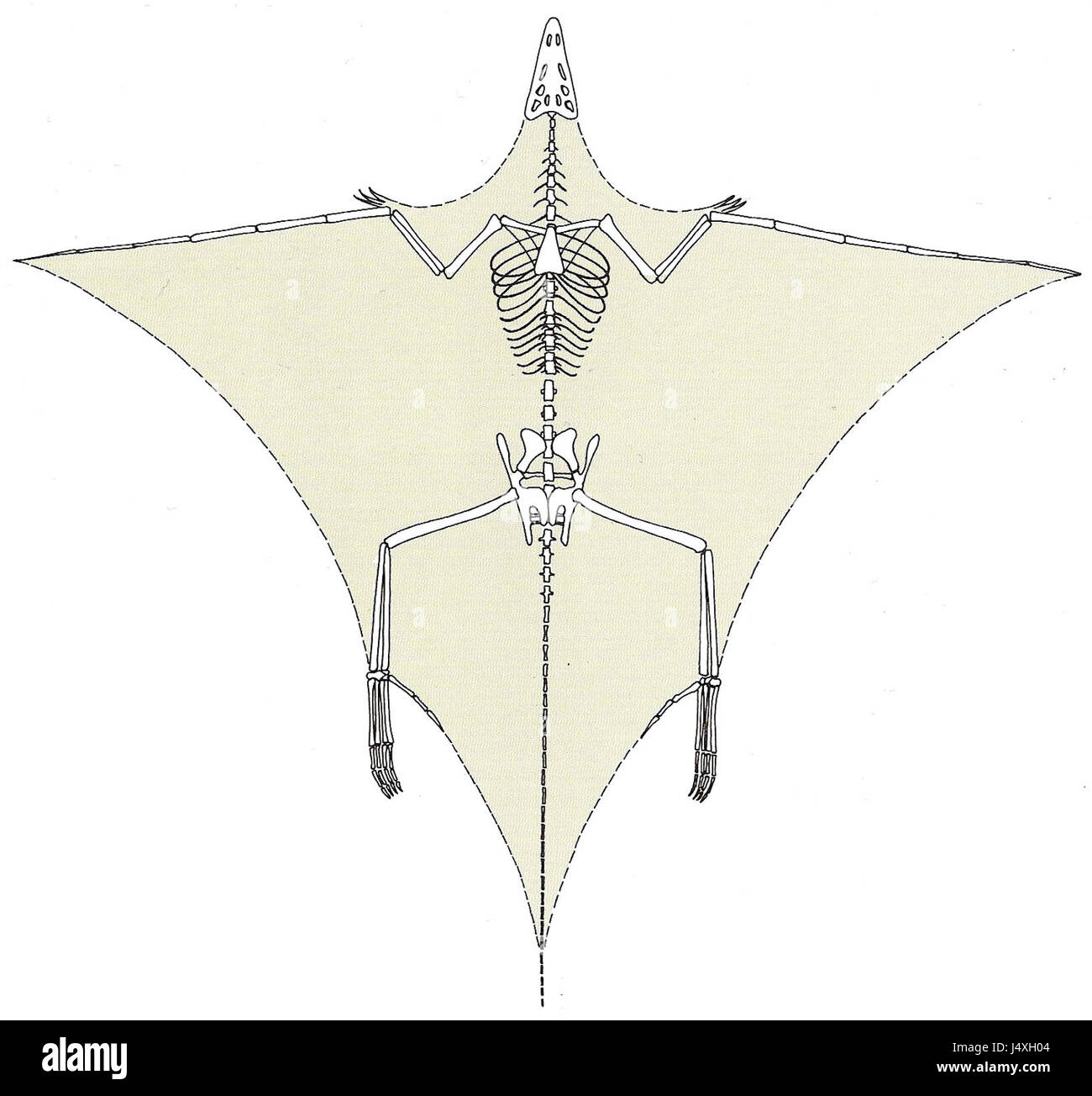 Early synapsids hi-res stock photography and images - Alamy