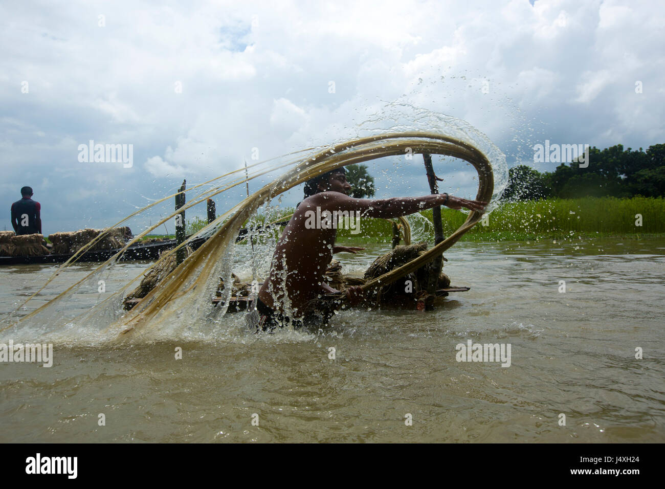 Farmers washing jute fibres in the marsh at Bhanga. Faridpur ...