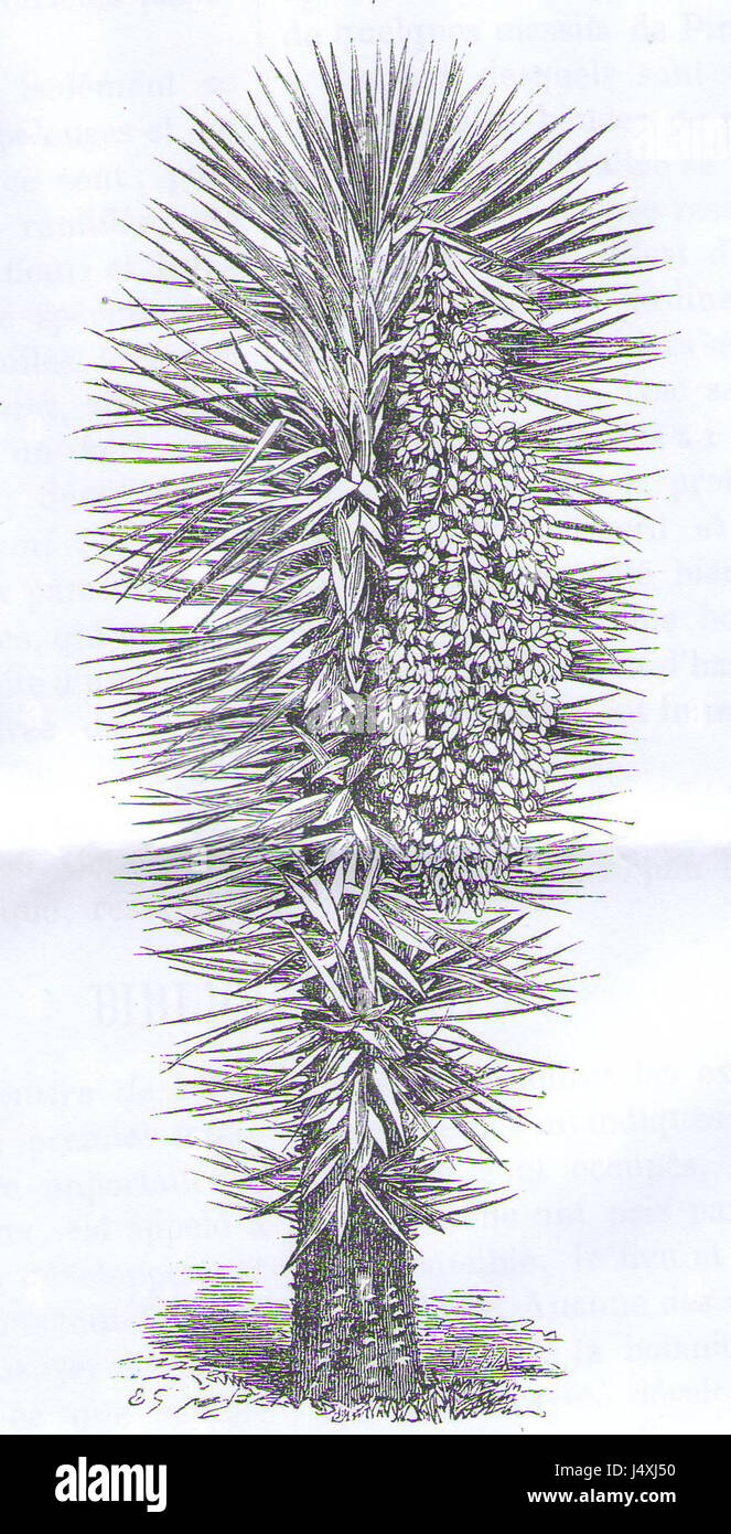 Yucca plant native american hi-res stock photography and images - Alamy