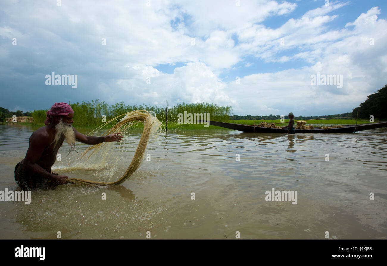 Farmers washing jute fibres in the marsh at Bhanga. Faridpur ...
