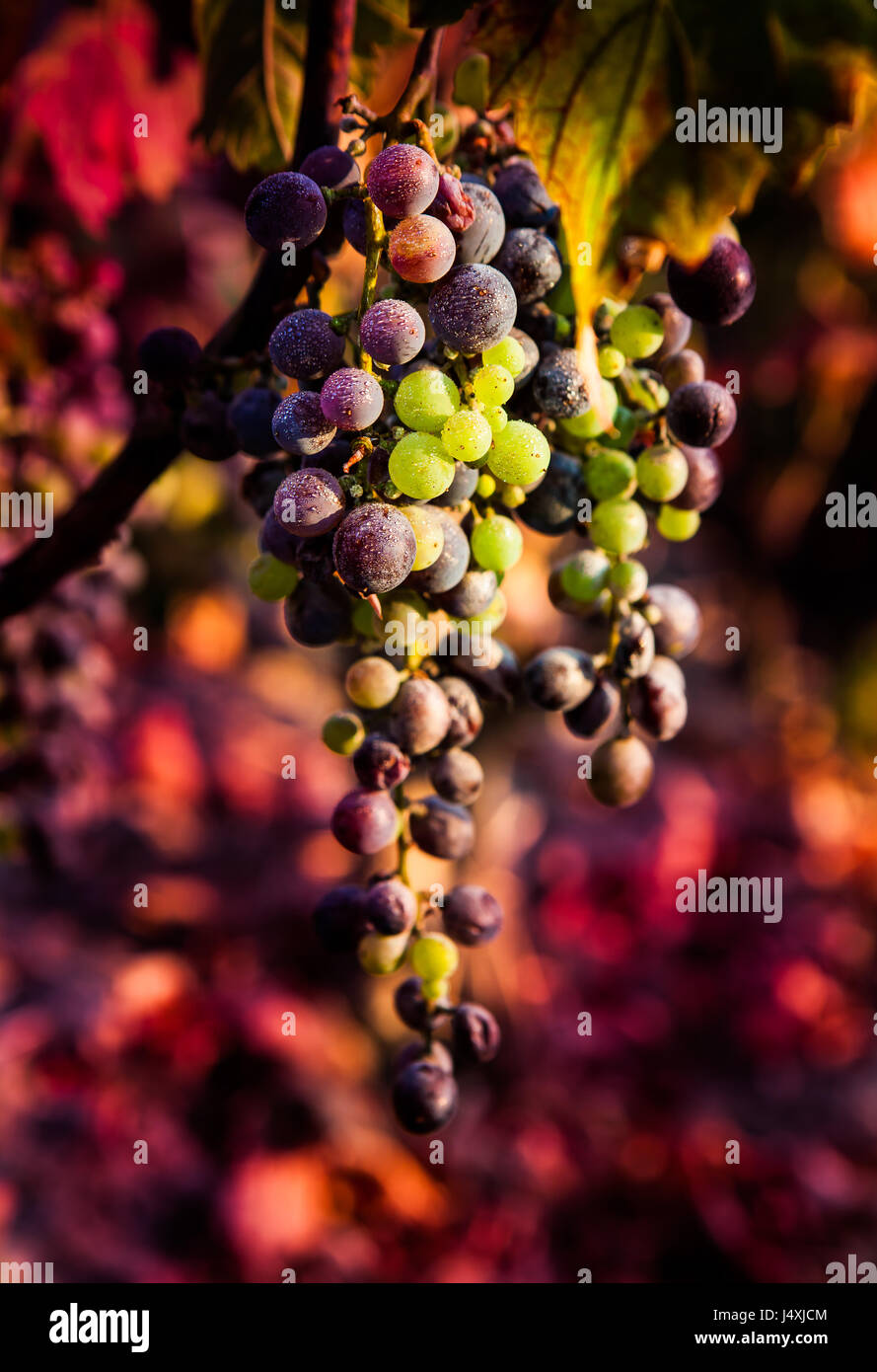 Sicilian grapes hi-res stock photography and images - Alamy