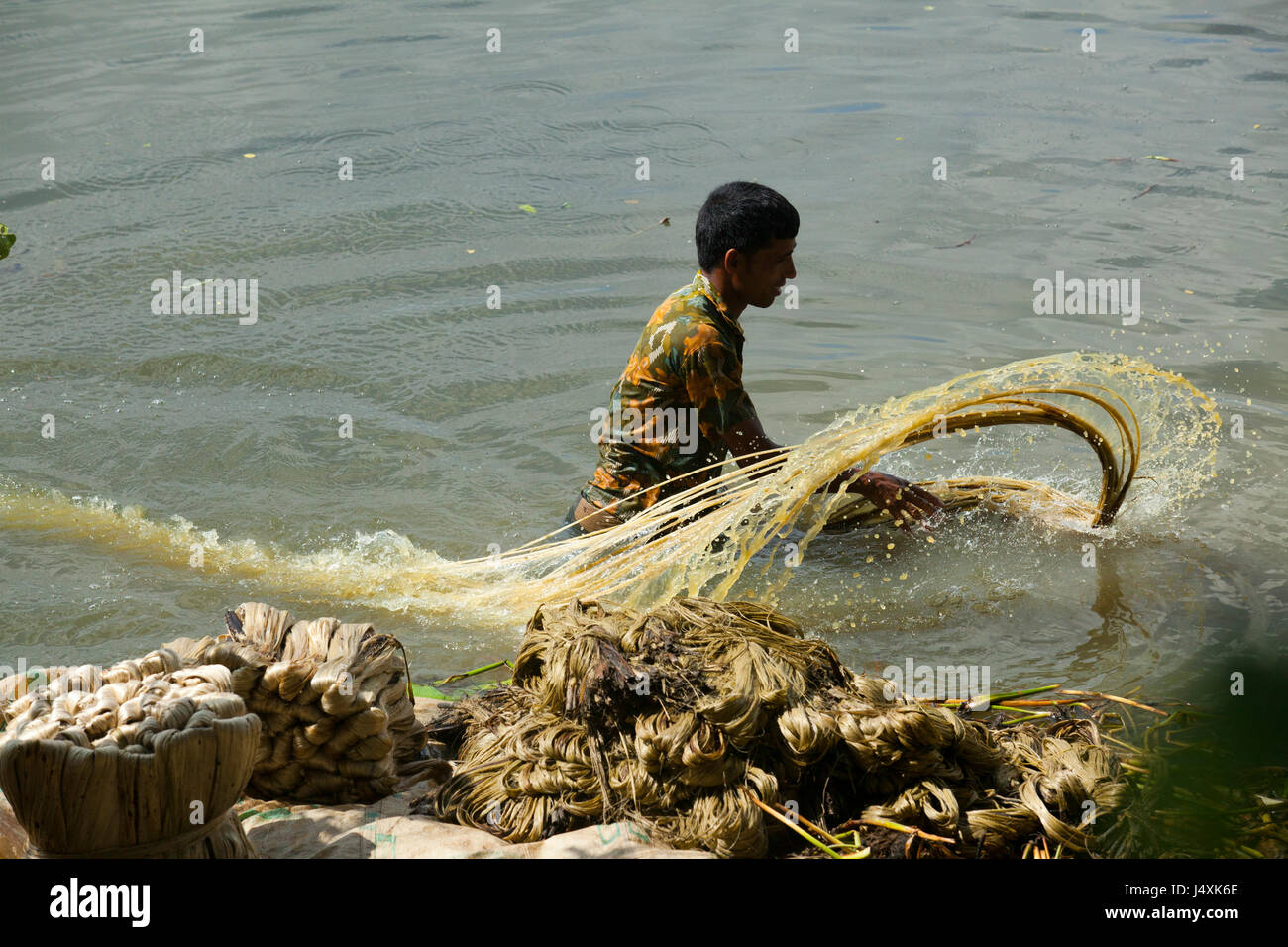 Farmer washing jute fibres in the marsh at Bhanga. Faridpur, Bangladesh ...