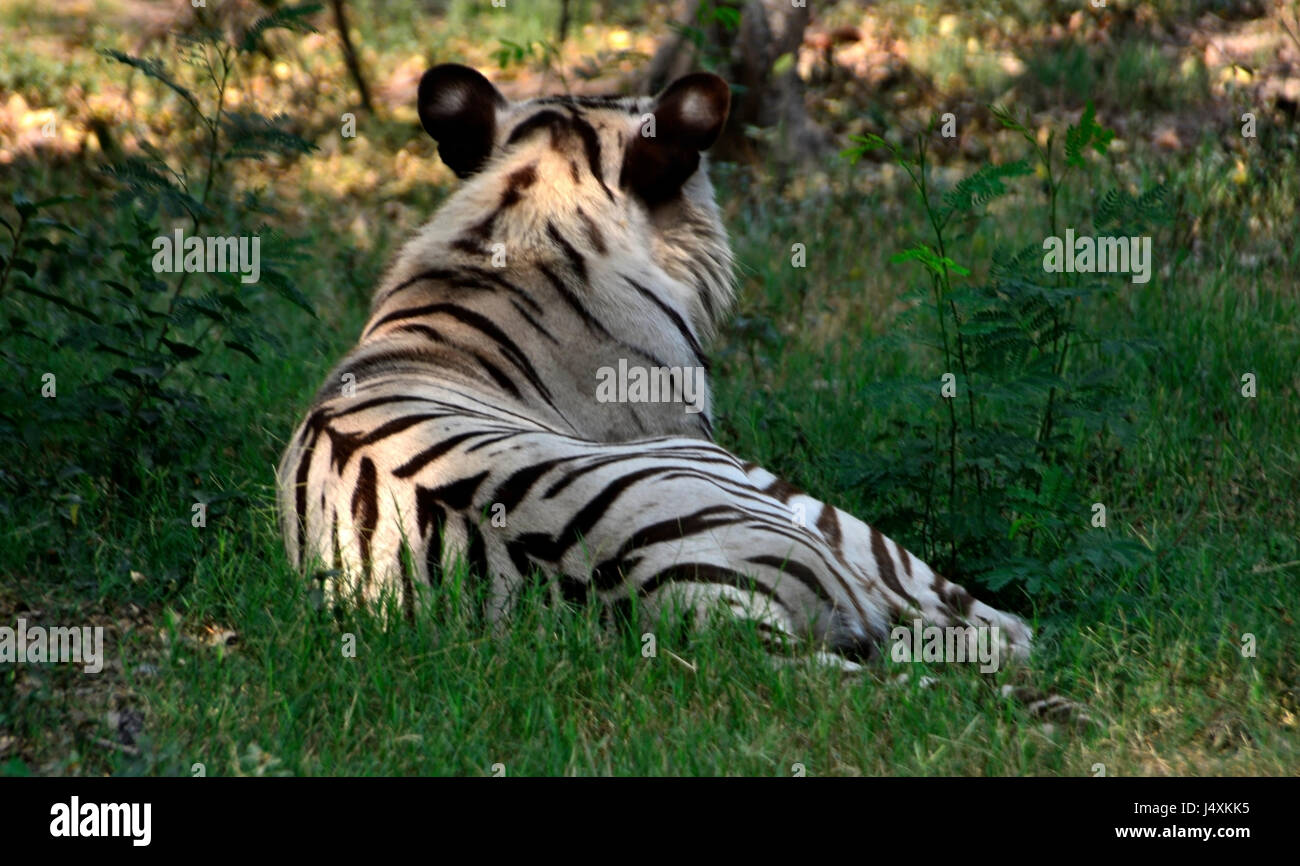 White Tiger Back Stock Photo - Alamy