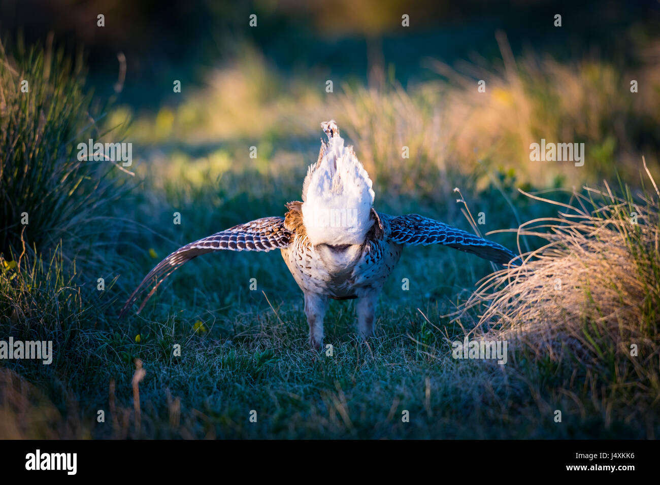 Ritual mating dance of the wild Sharp-Tailed Grouse in the Alberta ...