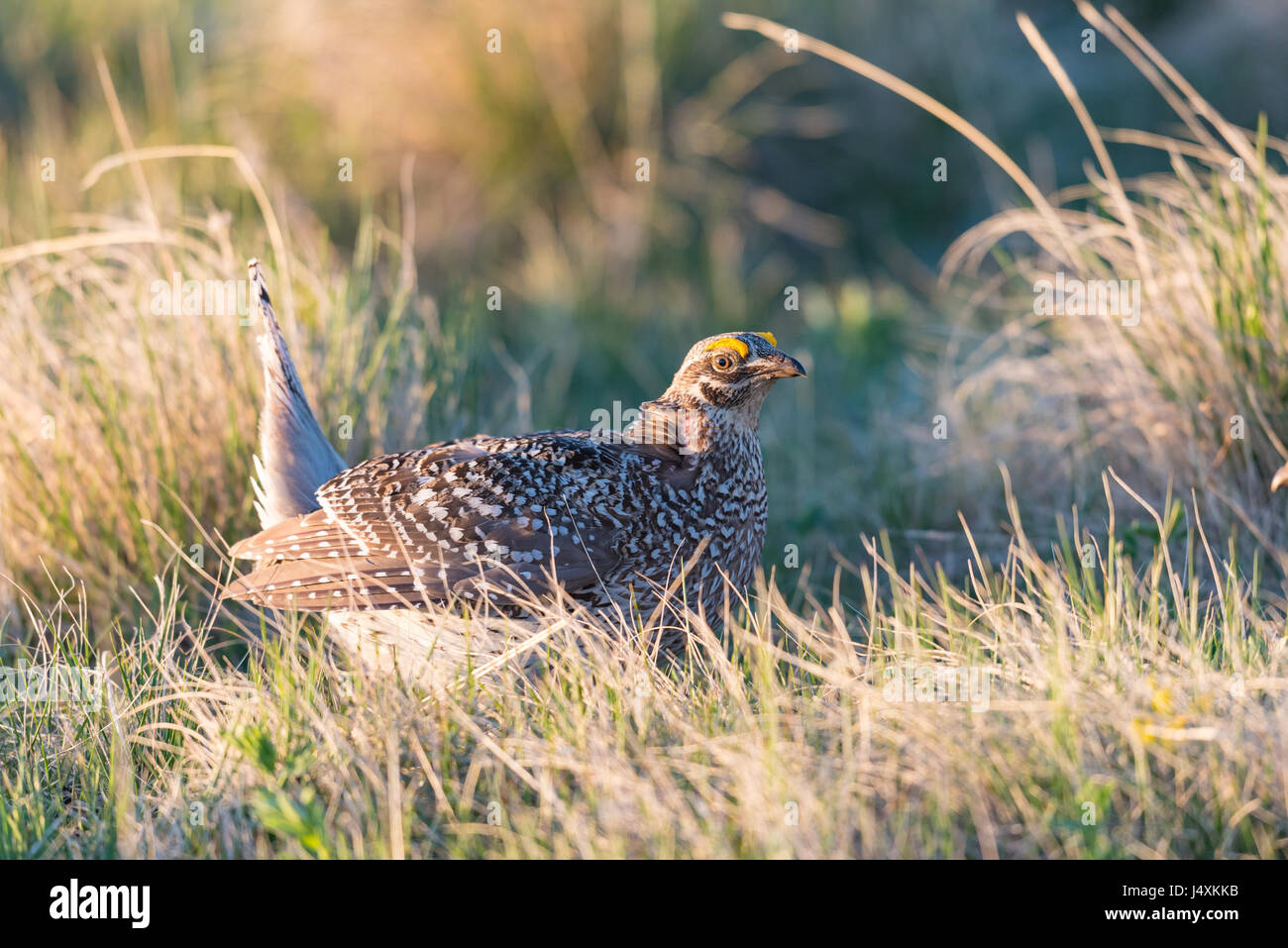 Ritual mating dance of the wild Sharp-Tailed Grouse in the Alberta ...