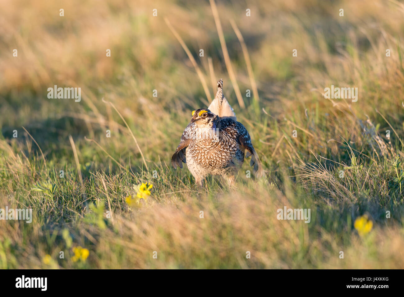 Ritual mating dance of the wild Sharp-Tailed Grouse in the Alberta ...