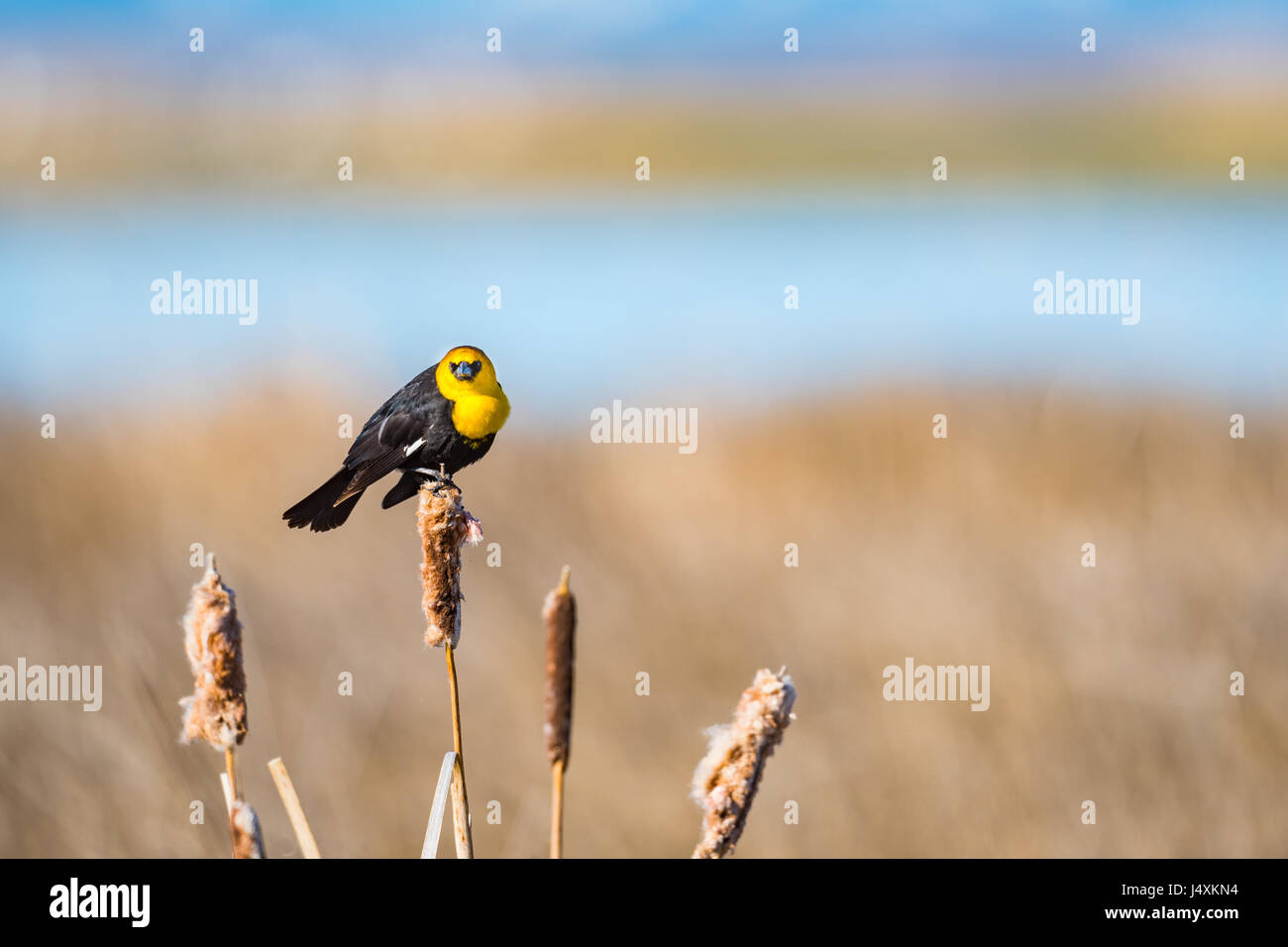 Wetlands cattails animal hi-res stock photography and images - Alamy