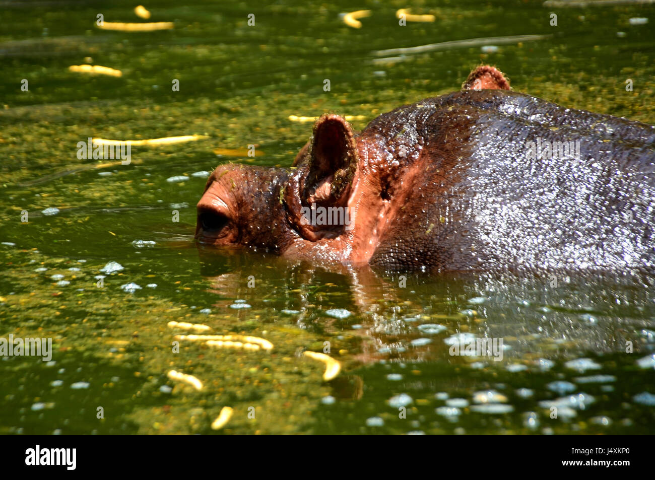 Indian hippopotamus hi-res stock photography and images - Alamy