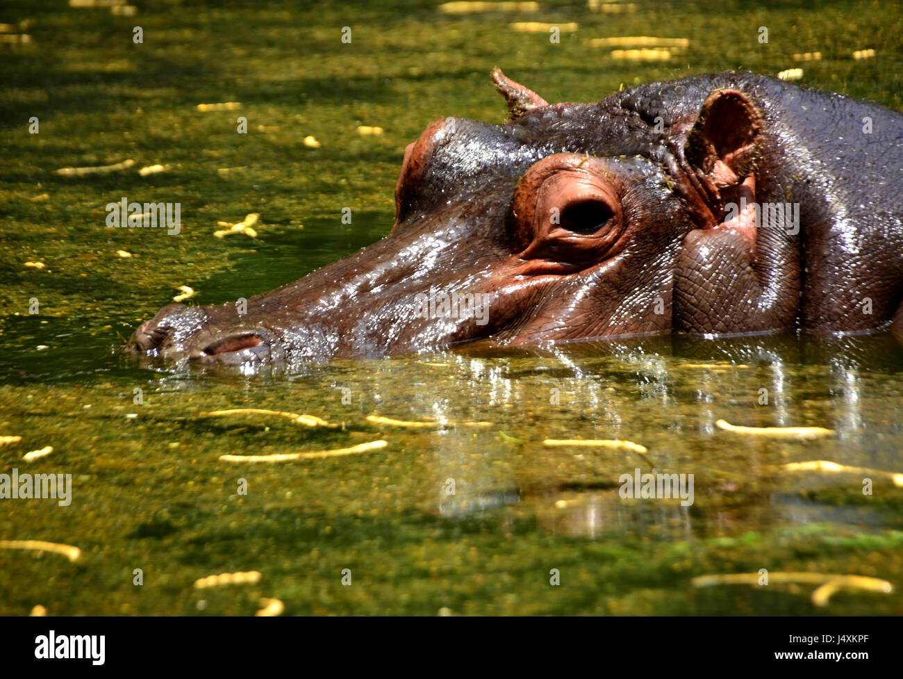 Young hippo, Hippopotamus amphibious Stock Photo - Alamy