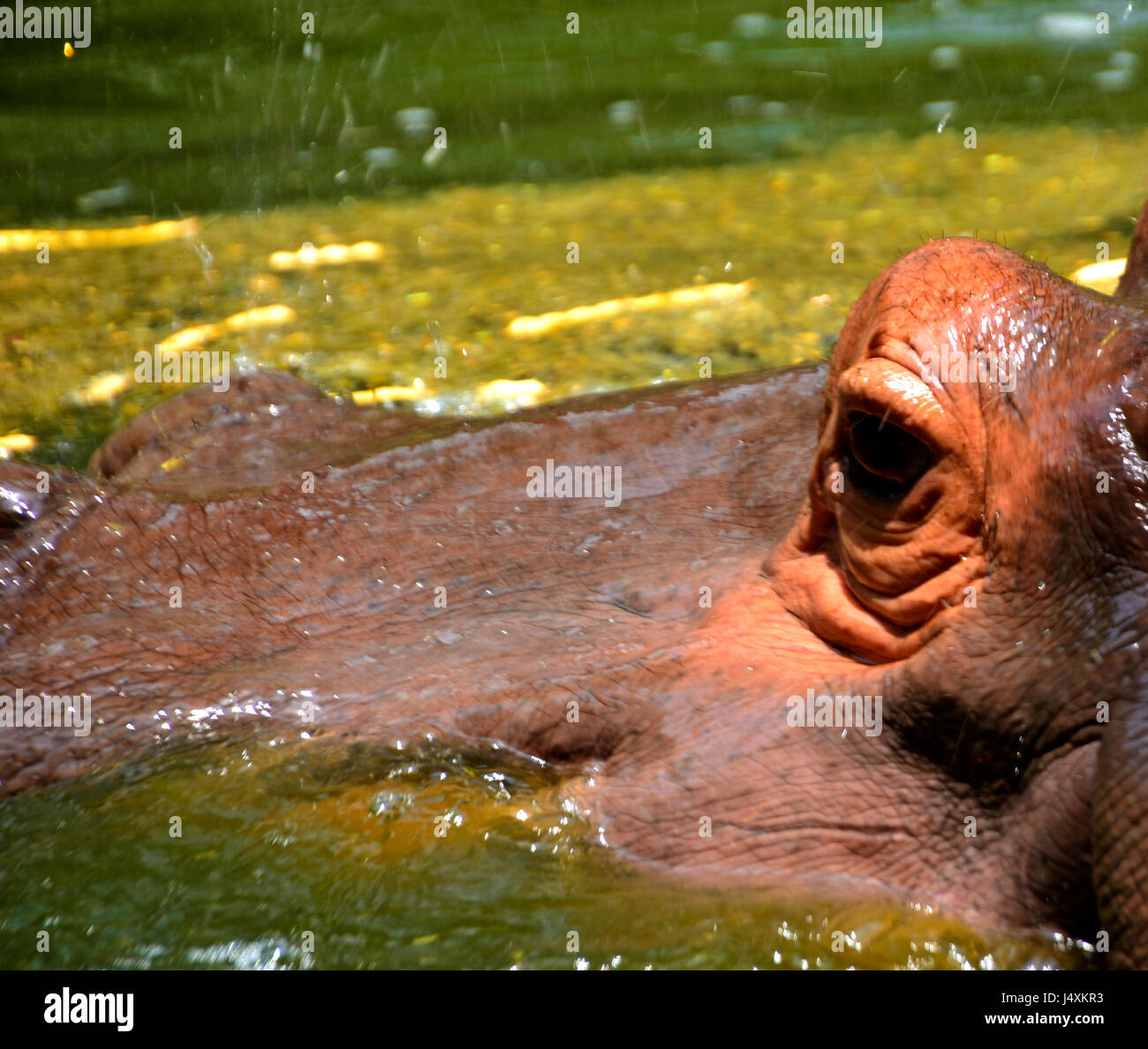 Amphibious mammals hi-res stock photography and images - Alamy