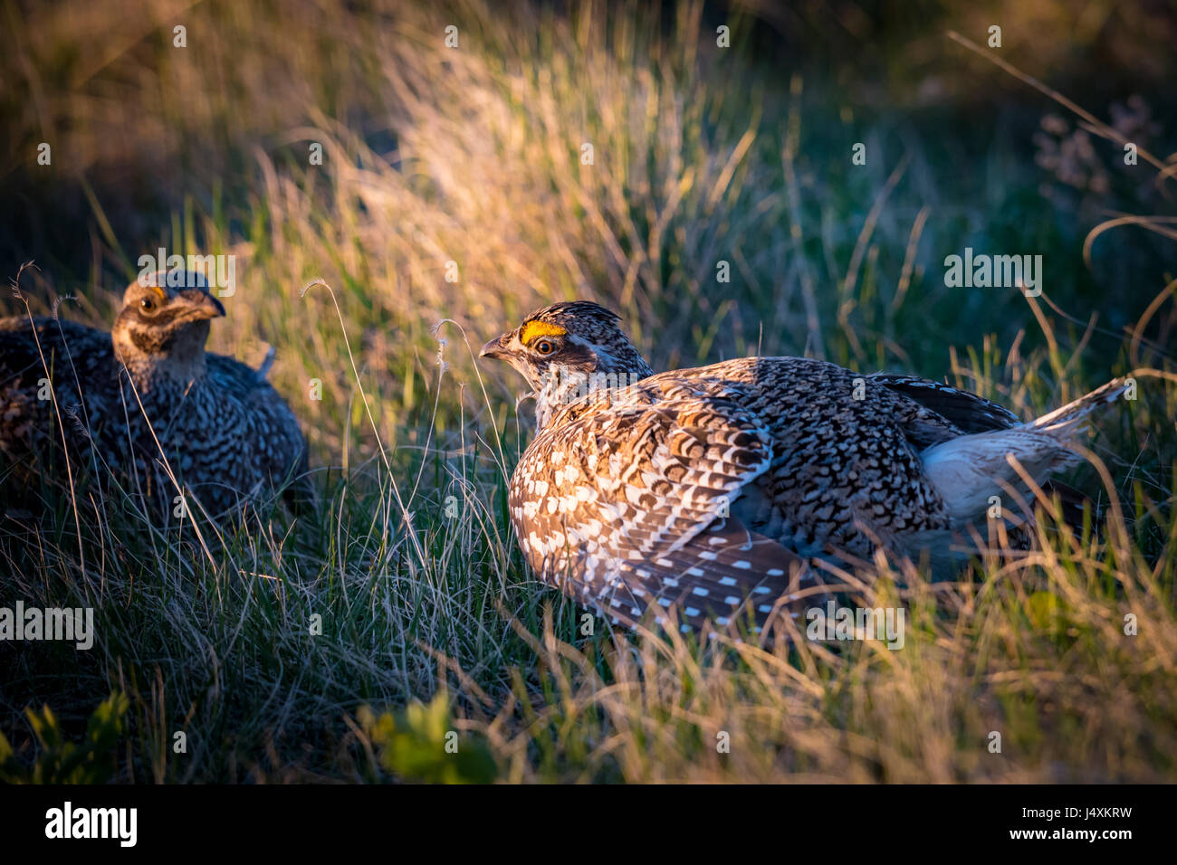 Ritual mating dance of the wild Sharp-Tailed Grouse in the Alberta ...