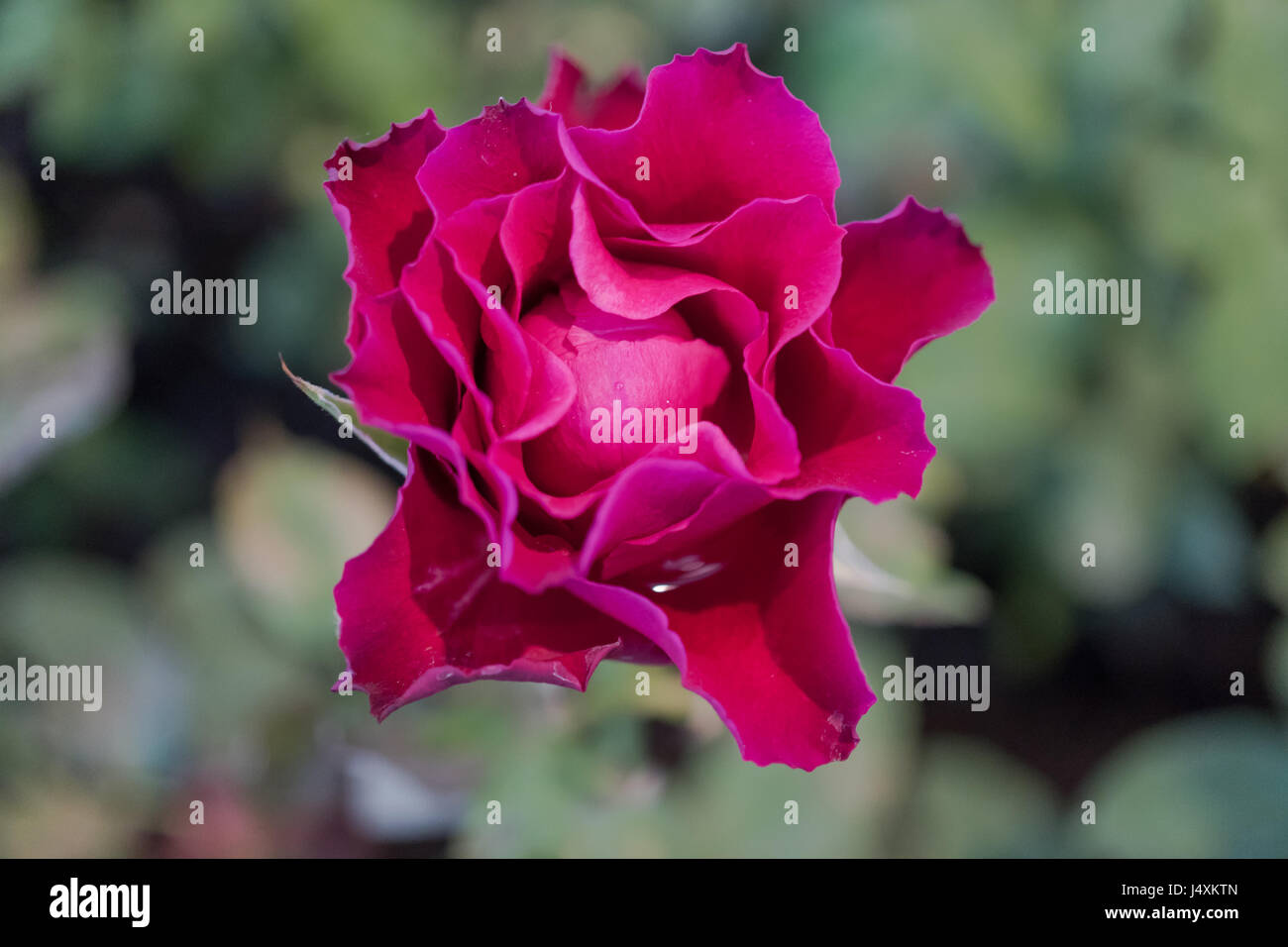 Rose with blur hi-res stock photography and images - Alamy