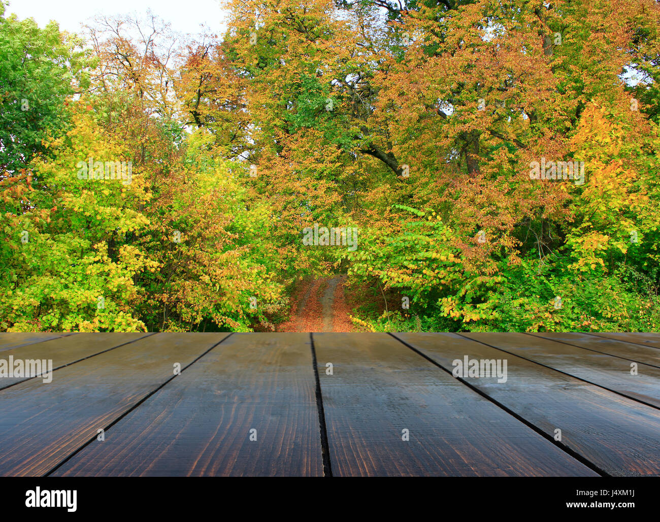 wooden boards with view to big trees and park path Stock Photo - Alamy
