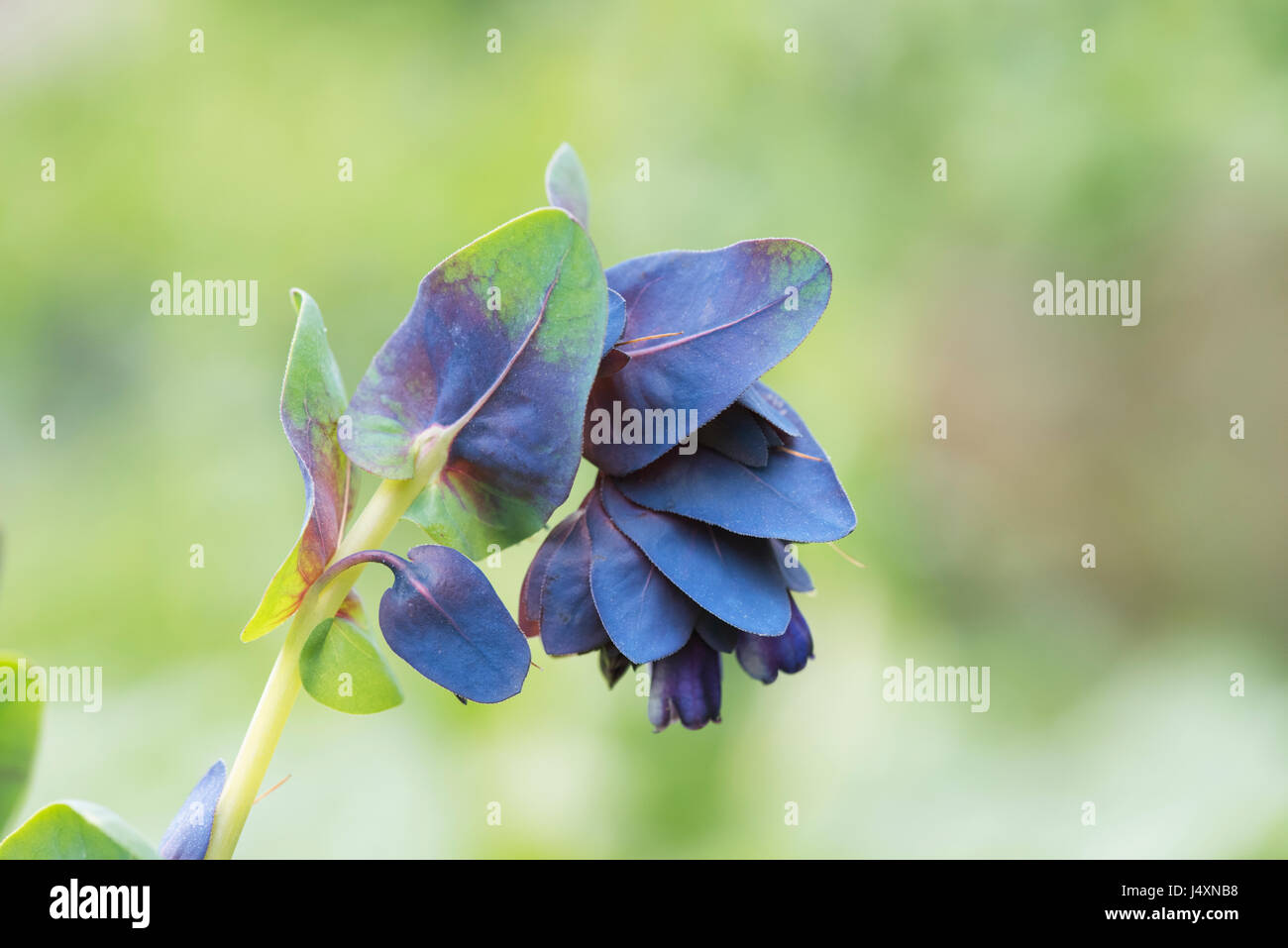 Cerinthe major Purpurascens . Honeywort / Blue shrimp plant / Blue wax ...