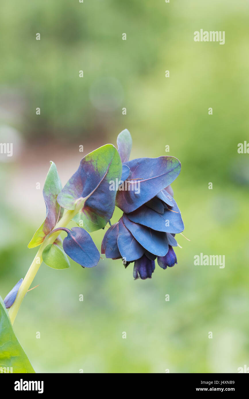Cerinthe major Purpurascens . Honeywort / Blue shrimp plant / Blue wax ...