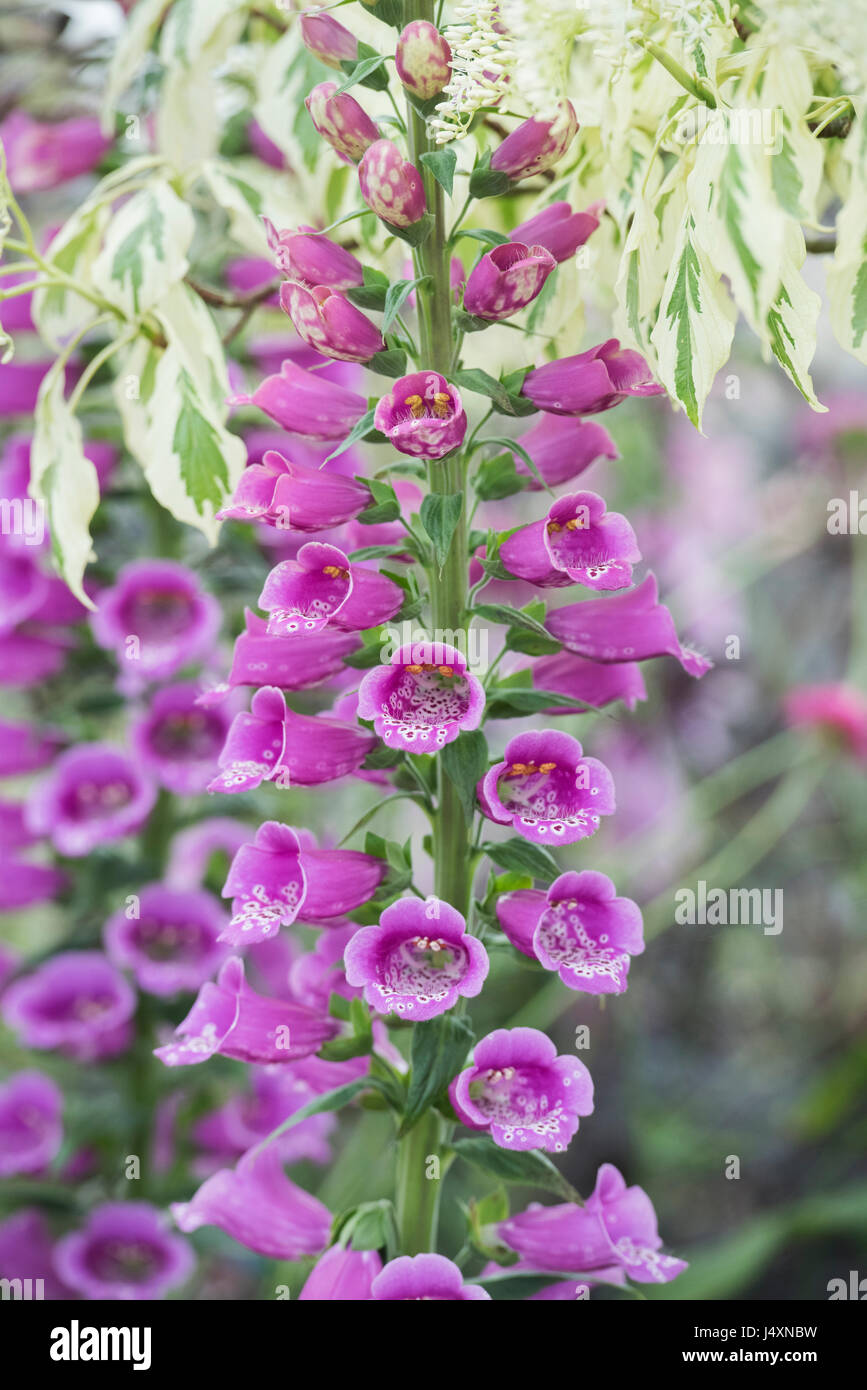 Digitalis Purpurea 'Dalmatian Lavender'. Foxglove Stock Photo - Alamy