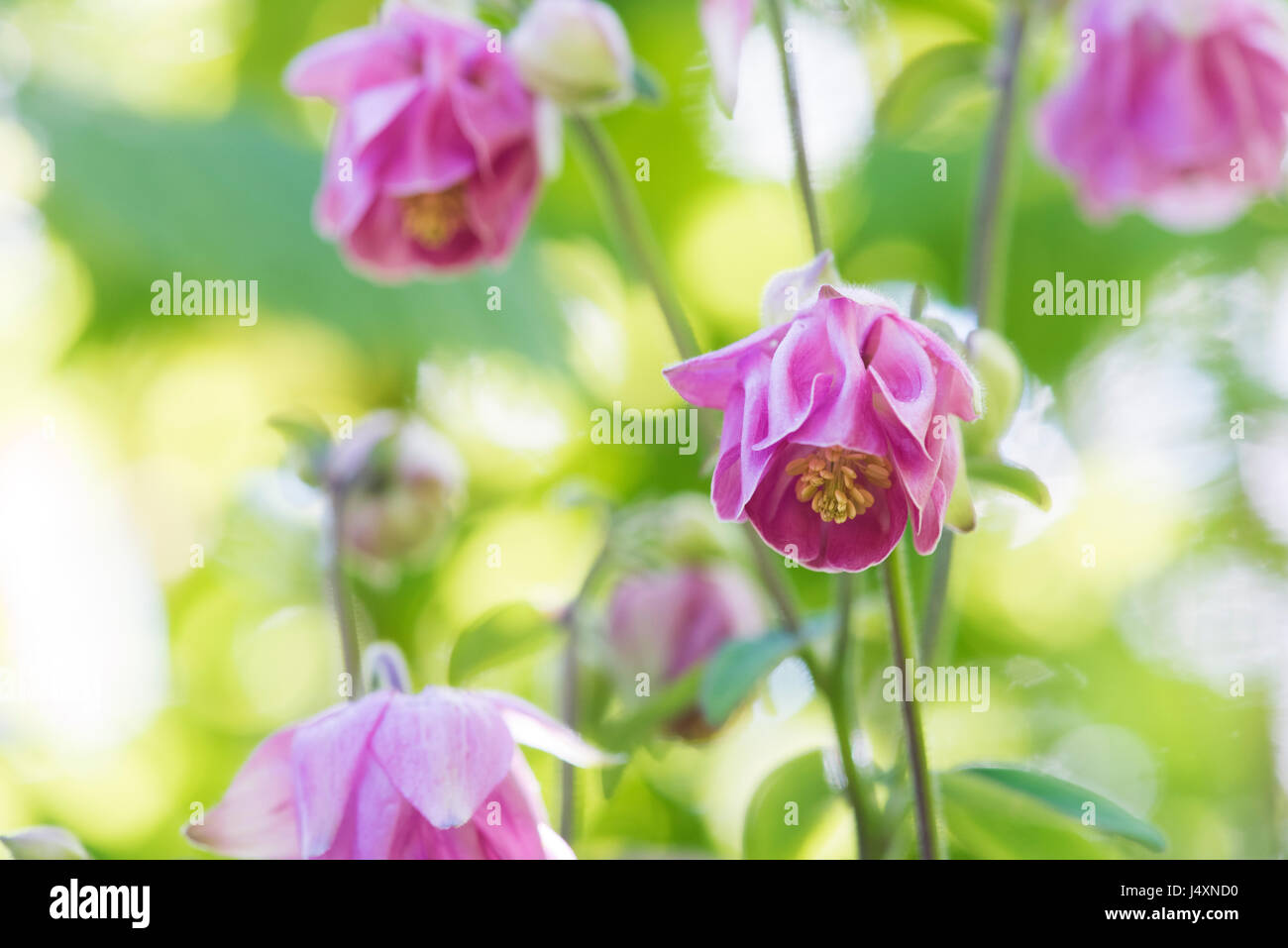 Aquilegia vulgaris. Pink Columbine flowers in a garden border. UK Stock ...