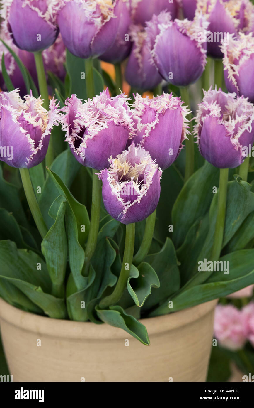 Tulipa. Tulip 'Cummins'. Fringed tulips Stock Photo - Alamy
