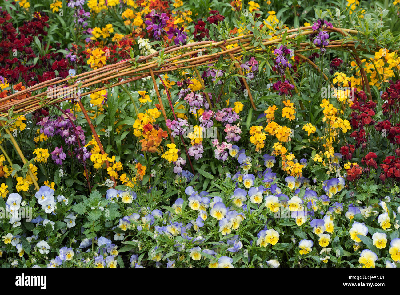 Living willow fence hi-res stock photography and images - Alamy