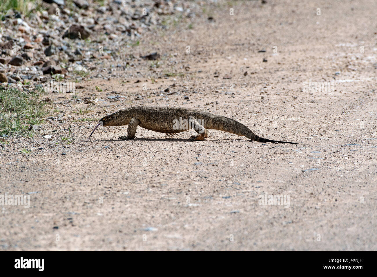 Varano delle rocce (Varanus albigularis), White-throated Rock Monitor ...
