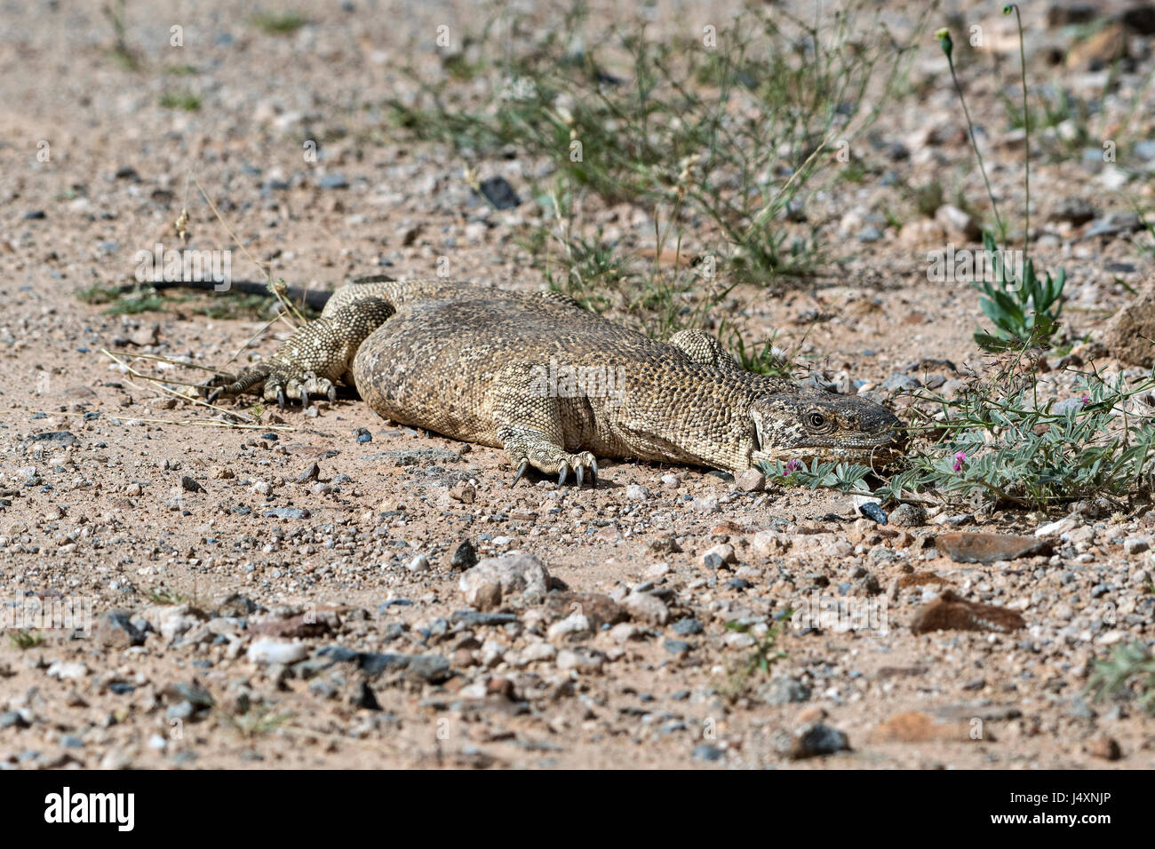 Varano delle rocce (Varanus albigularis), White-throated Rock Monitor ...