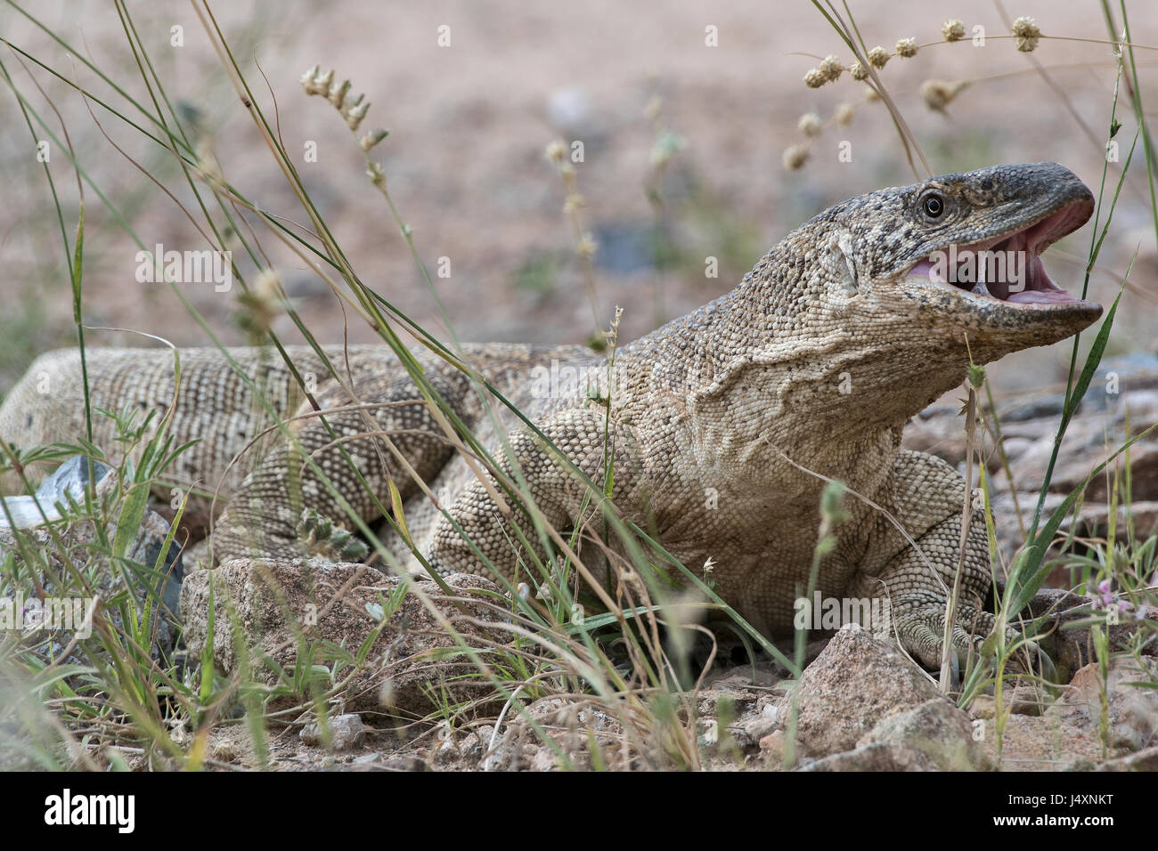 African rock monitor hi-res stock photography and images - Alamy