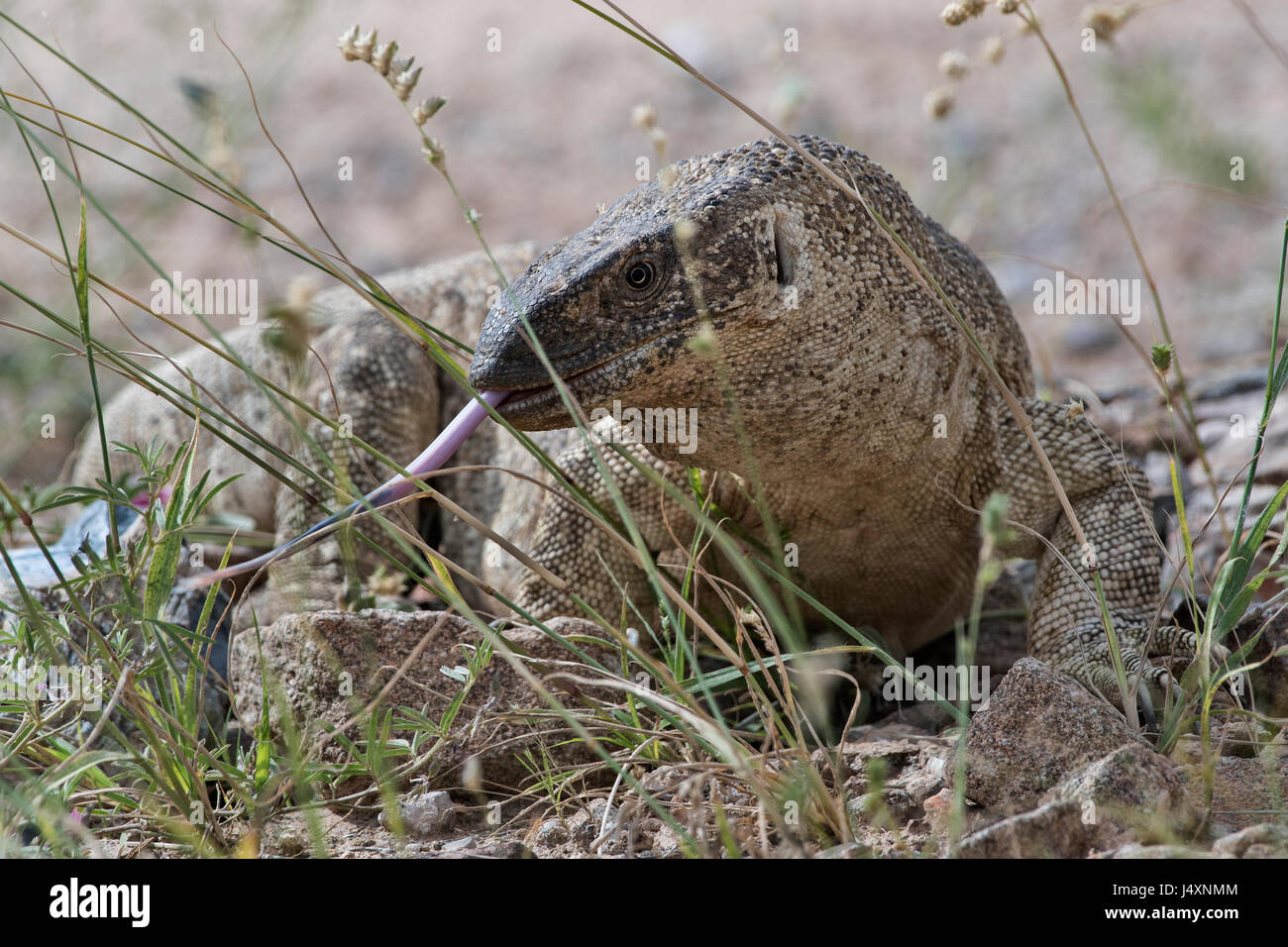 Varano delle rocce (Varanus albigularis), White-throated Rock Monitor ...