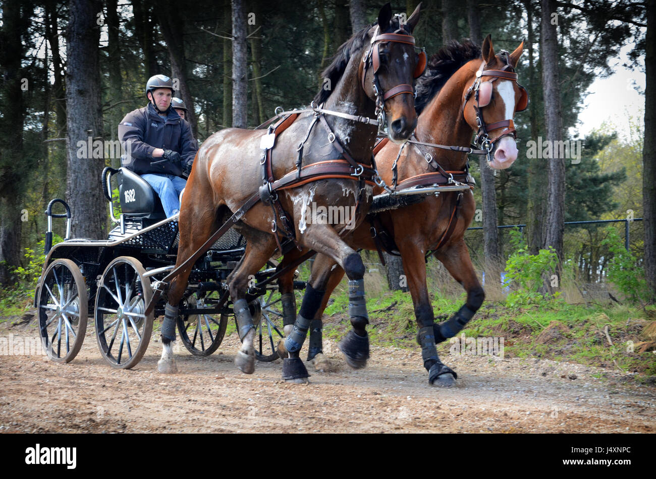 Carriage racing championship in Horst Netherlands Stock Photo - Alamy
