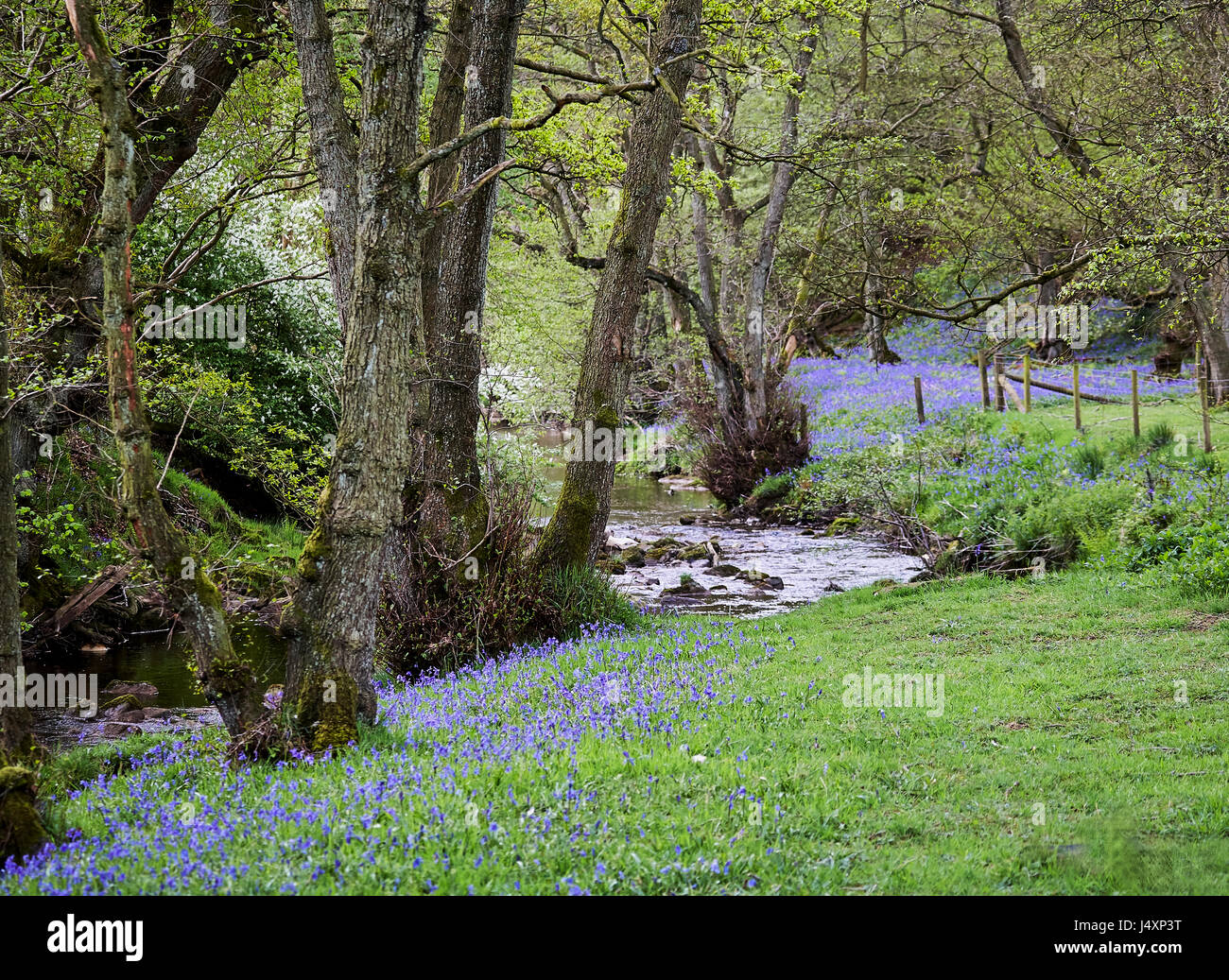 Winding Bluebell stream in Ryedale, North Yorkshire Stock Photo - Alamy