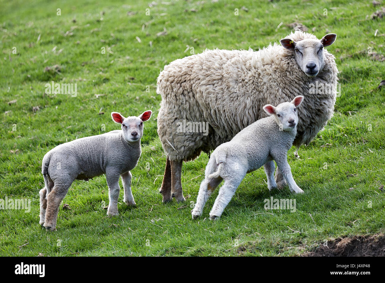 Lambs and Ewe on grassland in North Yorkshire Stock Photo - Alamy