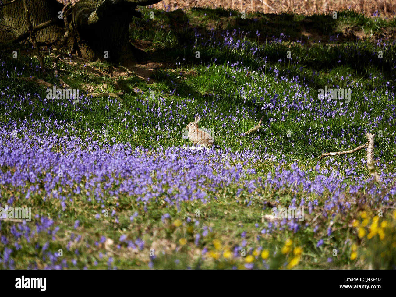 Wildlife bank hi-res stock photography and images - Alamy