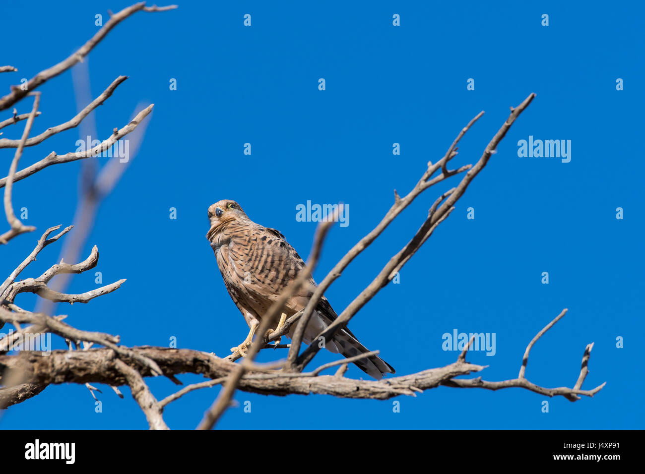 Gheppio maggiore (Falco rupicoloides), Greater Kestrel Stock Photo - Alamy