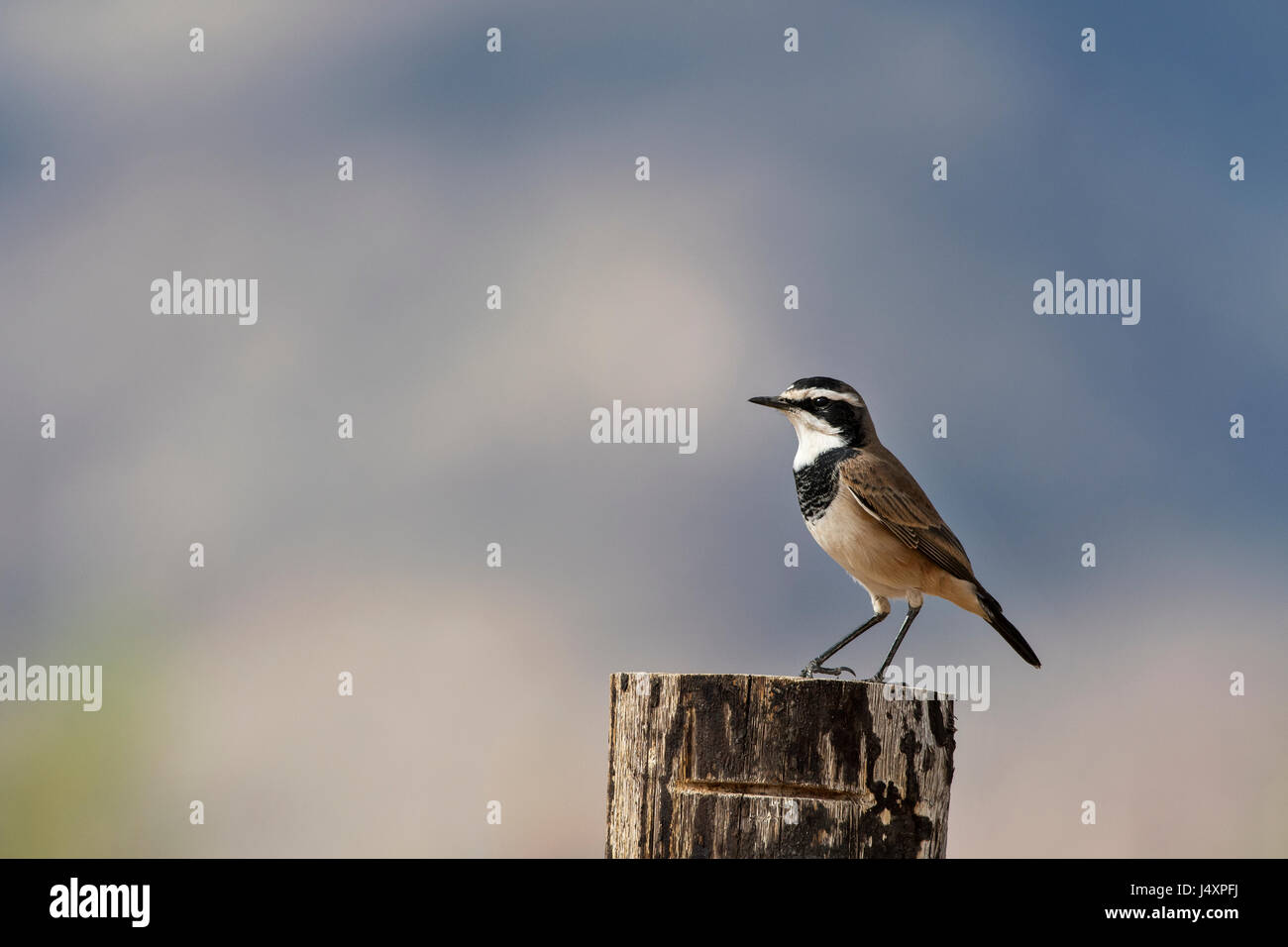 M bird photography hi-res stock photography and images - Alamy